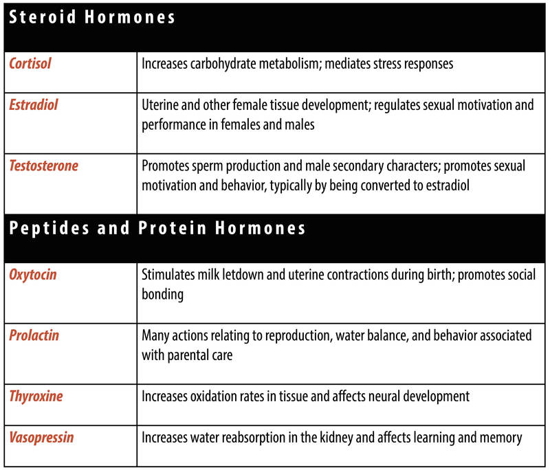 Hormones & Behavior | Noba